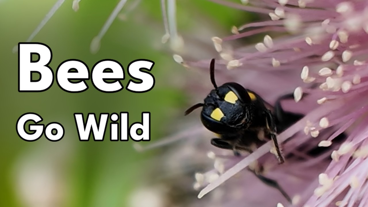 Bees Go Wild For the Cascade Lilly Pilly - YouTube