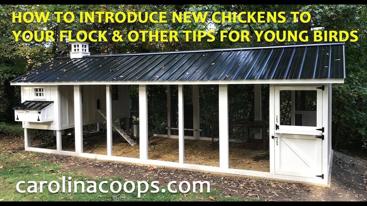 Tips on Introducing New Chickens to Existing Flock - YouTube
