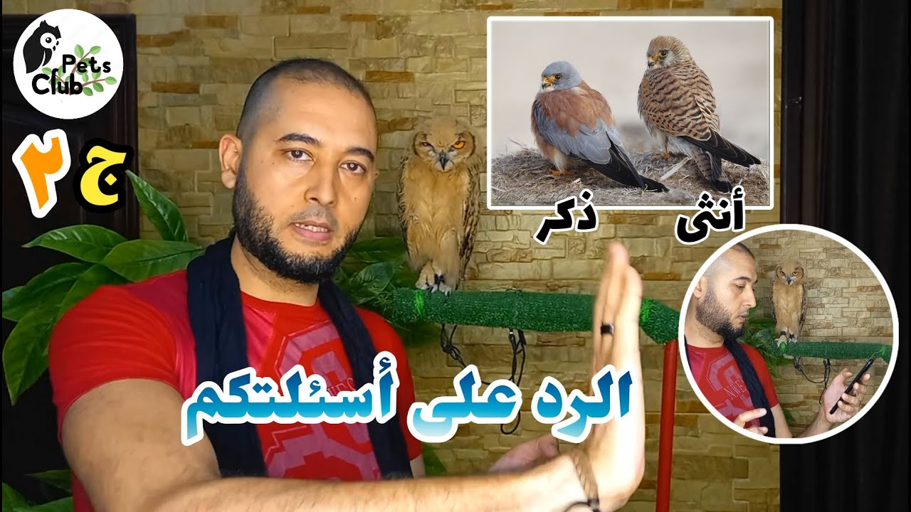 الرد على أسئلتكم عن تربية الجوارح وتطورات فرخ البومة الفرعونيةالجزء الثانىالبومة Owl صقر