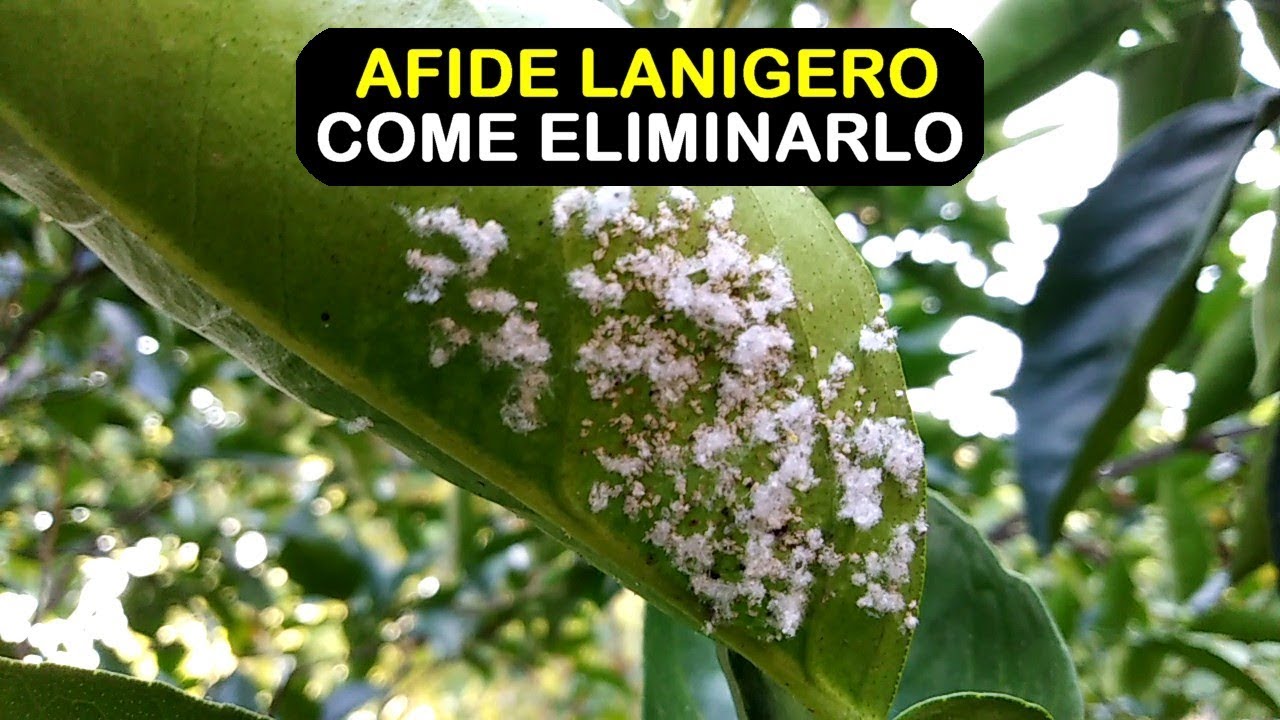 AFIDE LANIGERO COME ELIMINARLO - YouTube
