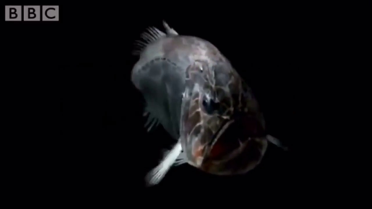 Fang Tooth Fish (Creature of The Abyss) - YouTube