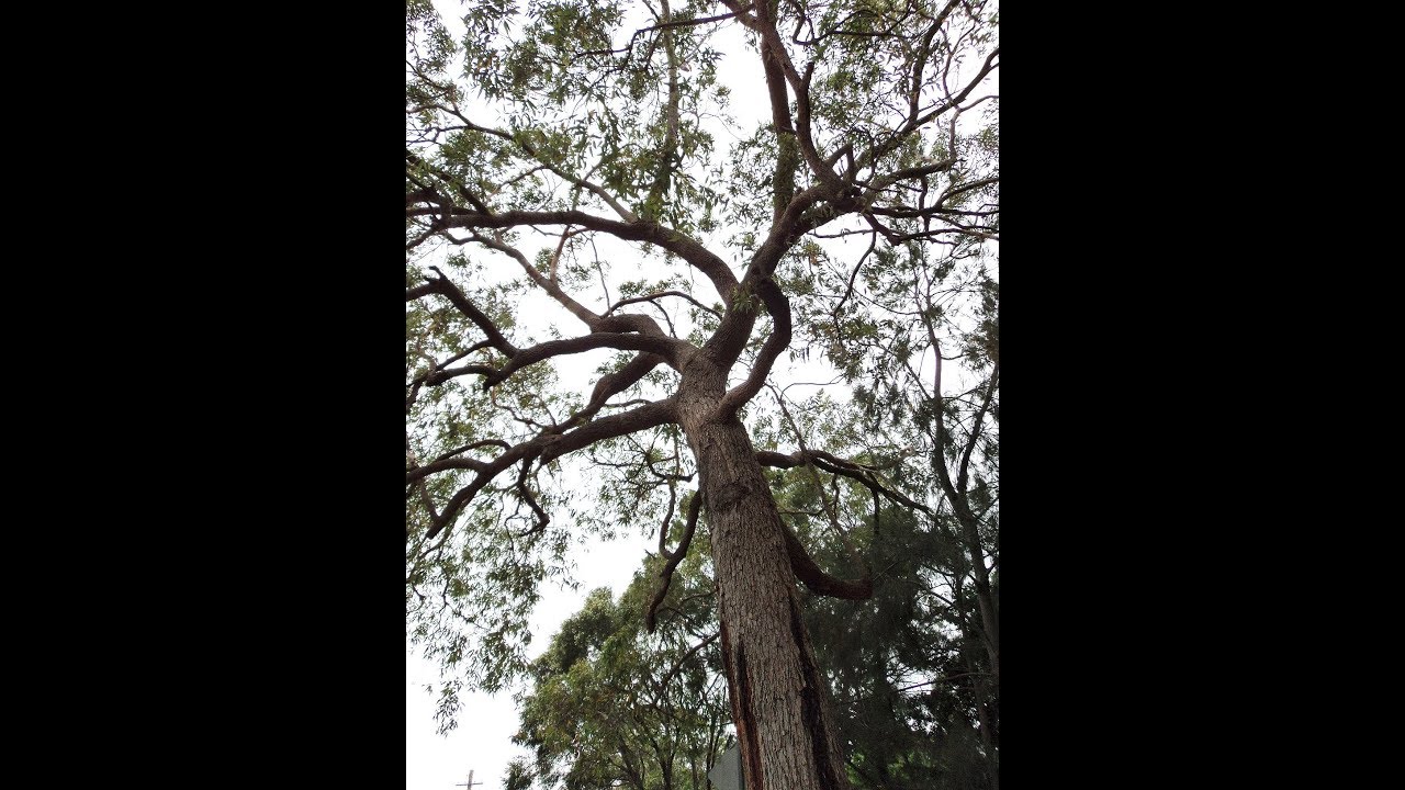Plant ID: Red Bloodwood (Corymbia gummifera) - YouTube