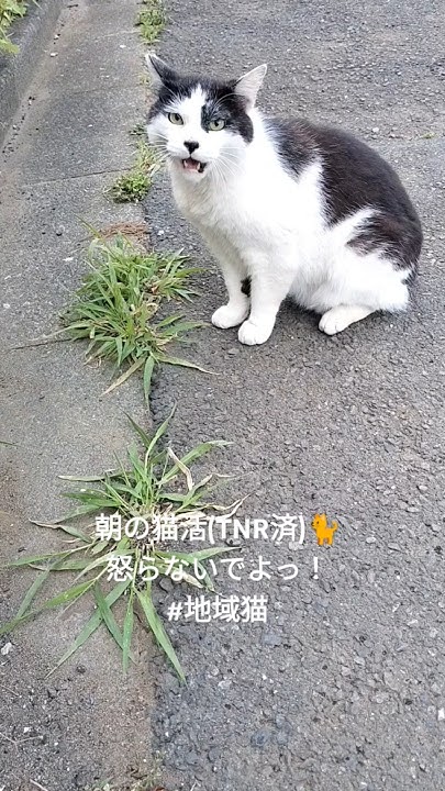 朝の猫活(TNR済)🐈 怒らないでよっ！ #地域猫 - YouTube
