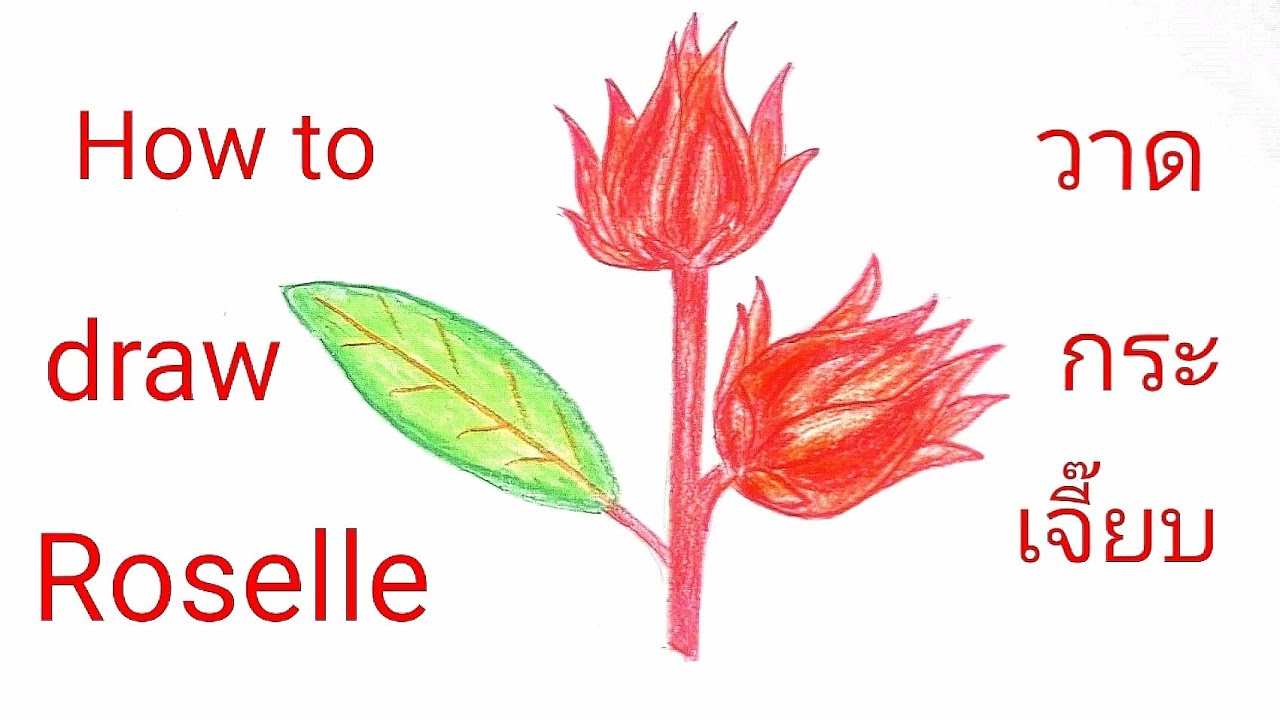 How to draw ROSELLE /วาดรูปดอกกระเจี๊ยบ - YouTube