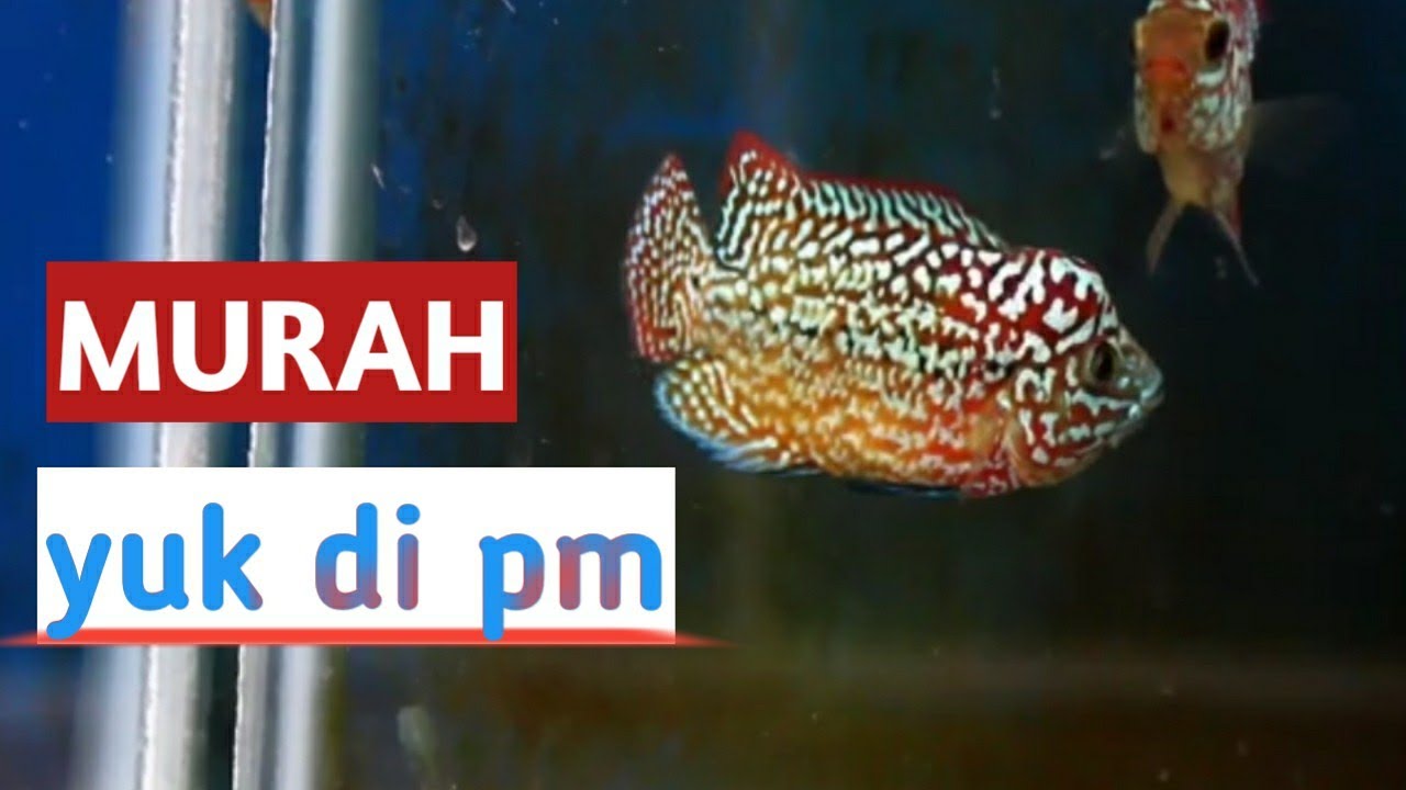 Mantap buat di progress, kamfa v8 cilnong - YouTube