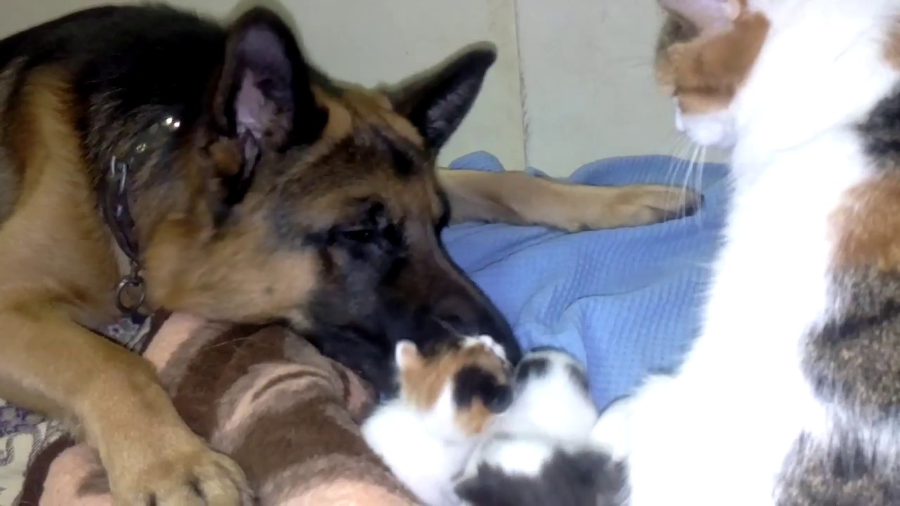 German Shepherd Playing With Kittens - YouTube