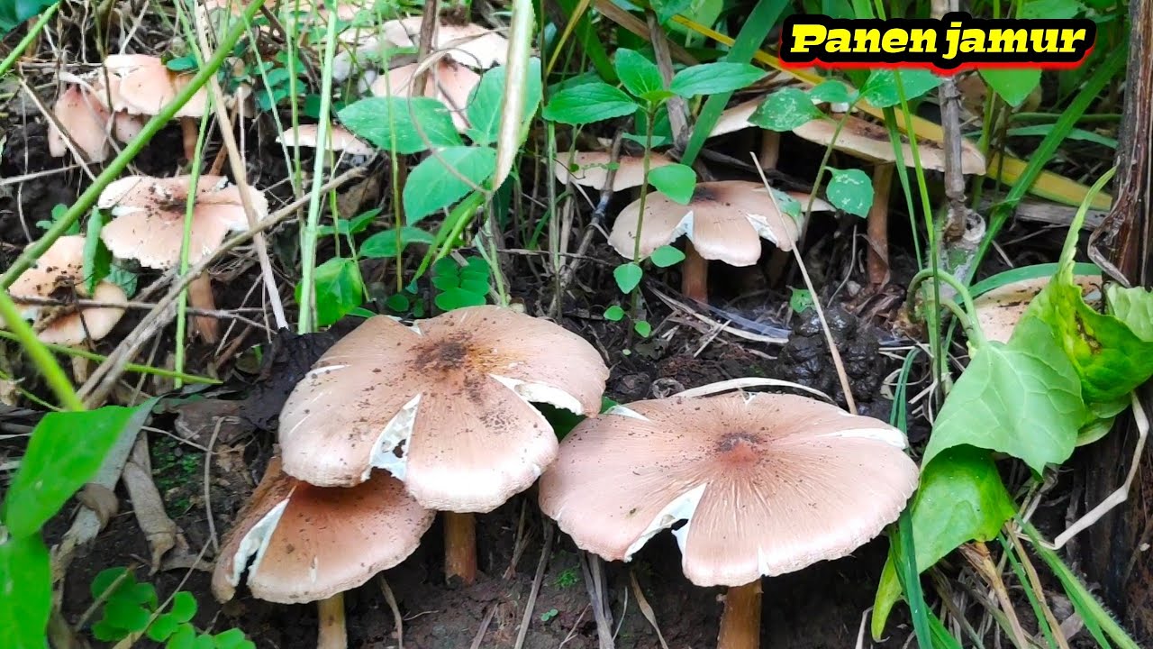 Niatnya berburu sarang burung malah panen jamur barat - YouTube