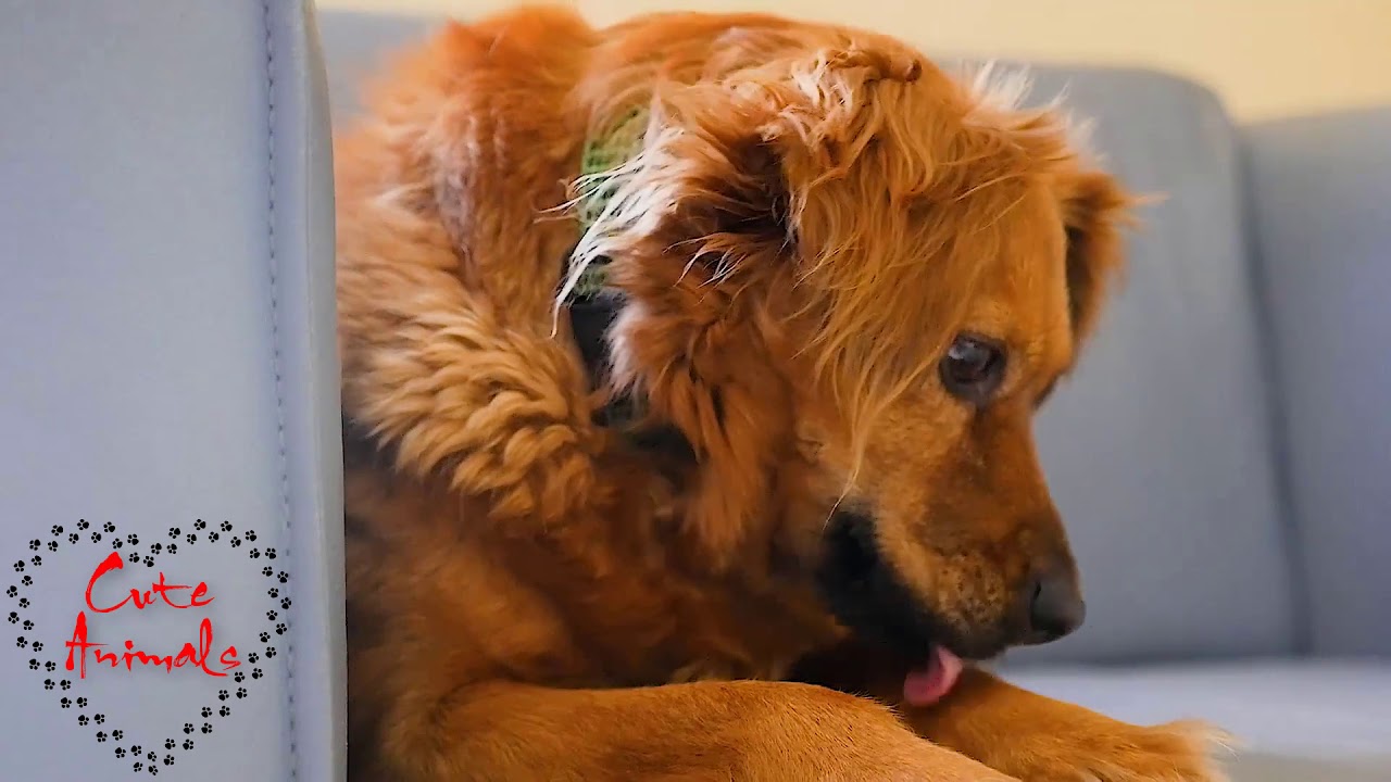 Animals Cute | Videos about dogs | Video animals Full HD - YouTube