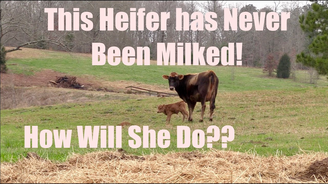 Milking this Family Milk Cow Heifer for Her First Time Ever! How will ...