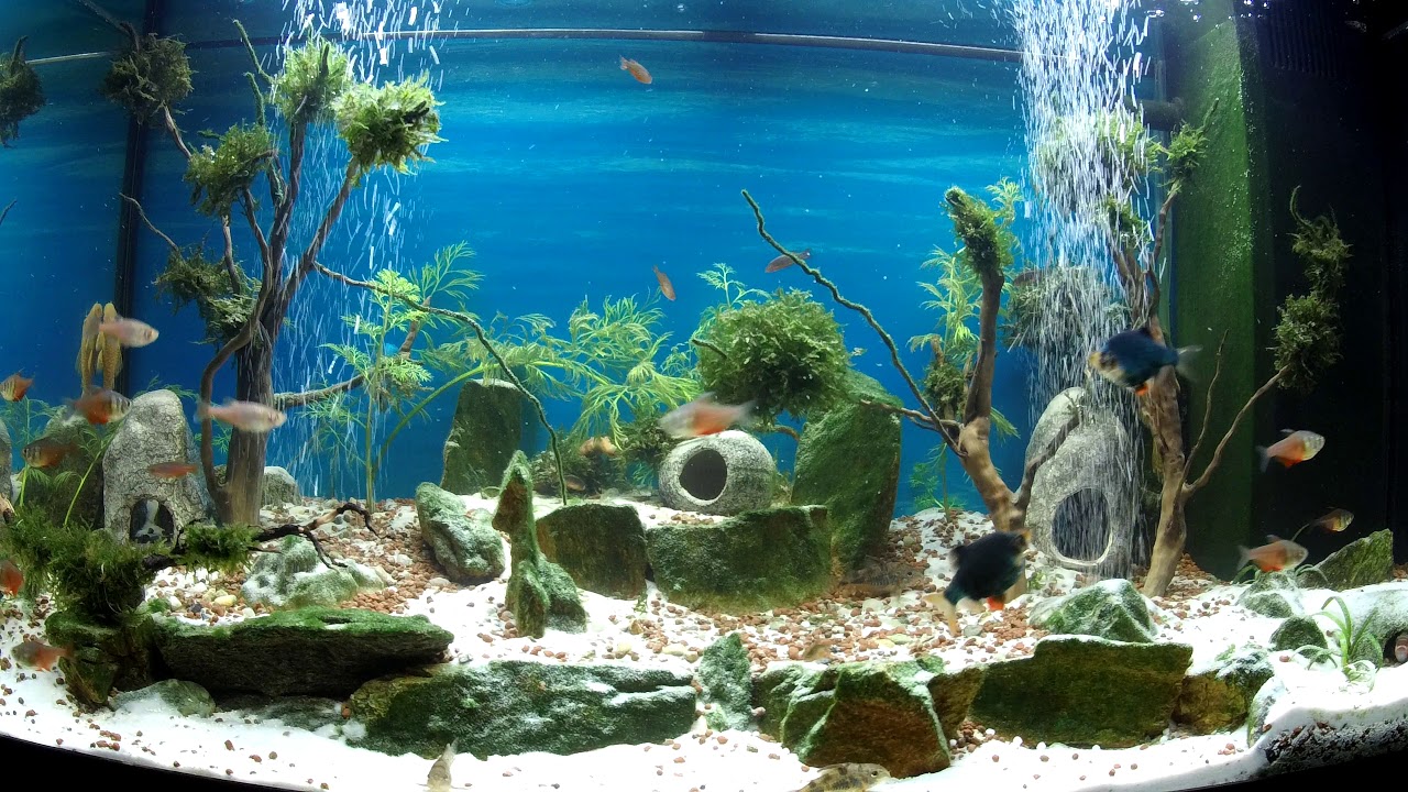 aquarium of predatory fish - YouTube