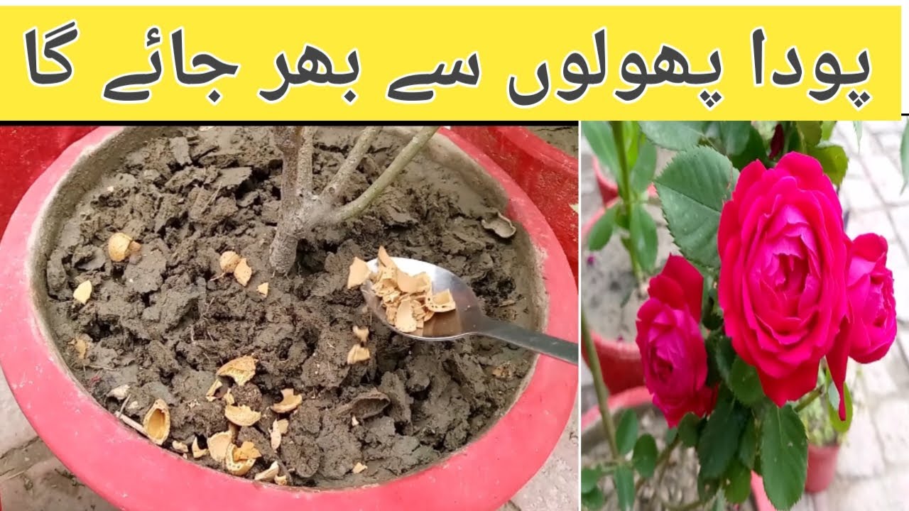 Easy fertilizer for plants at home | homemade fertilizer - YouTube