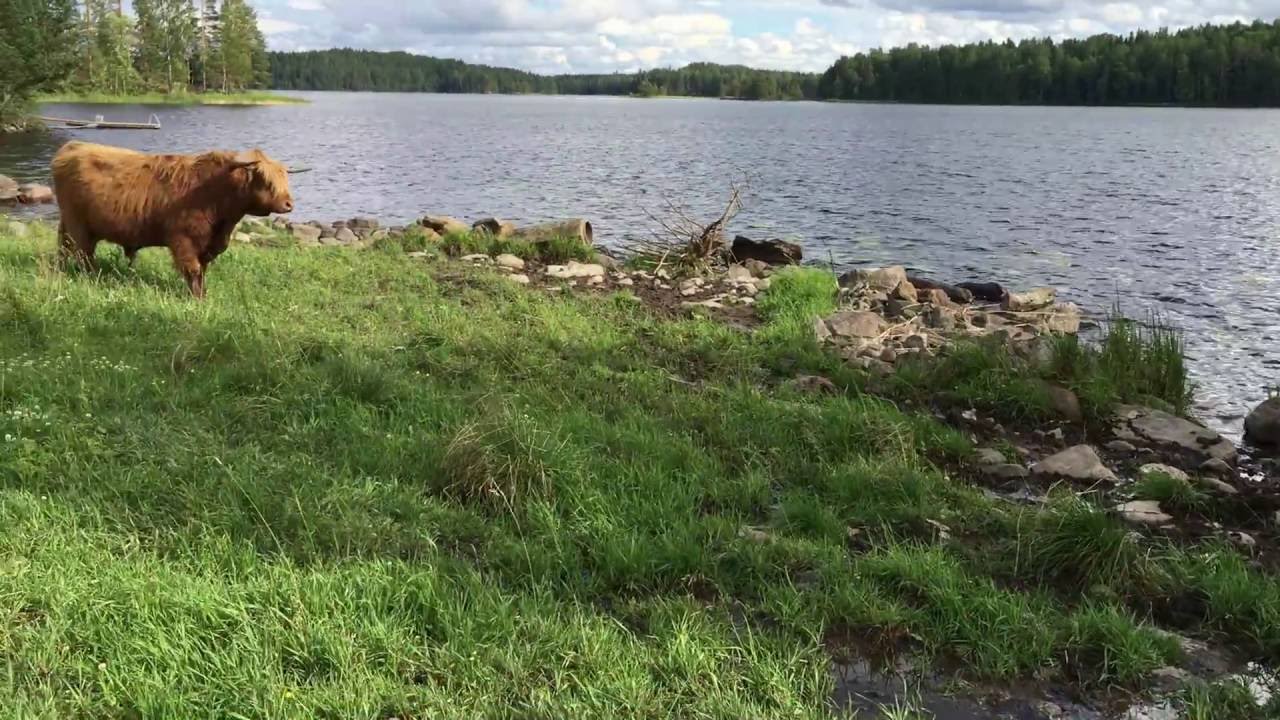 Scottish Highland Cattle In Finland: A windy day with the bulls - YouTube