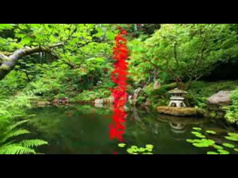 Kamil Cəlilov. Sarı bulbul