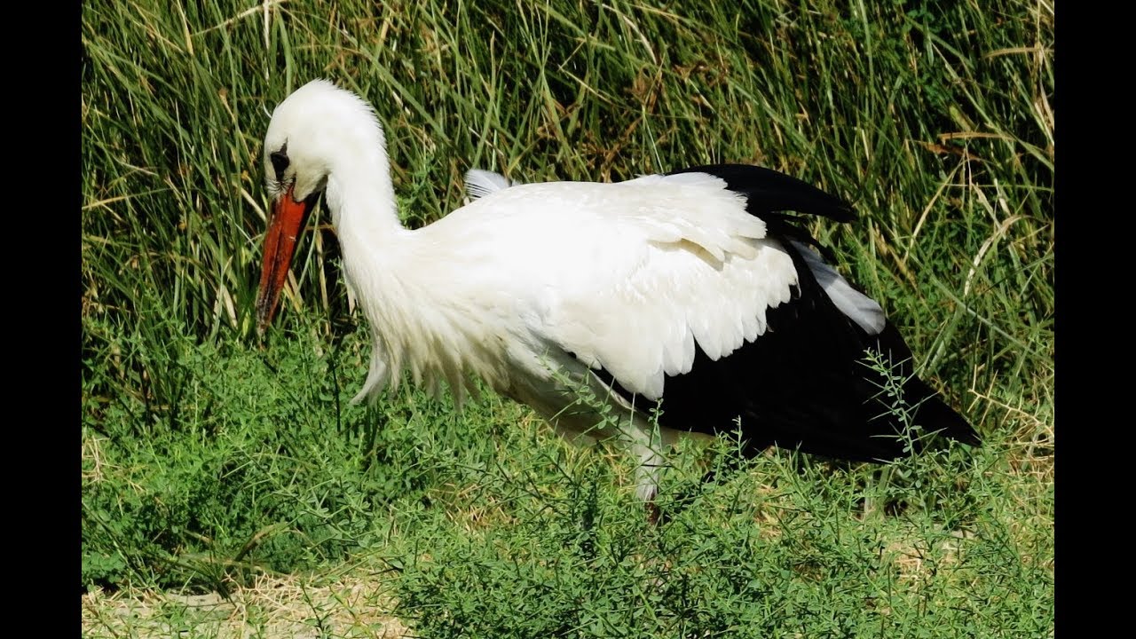 White Stork - Ciconia ciconia - Ασπροπελαργός - Kouklia dam 25/9/2019 ...