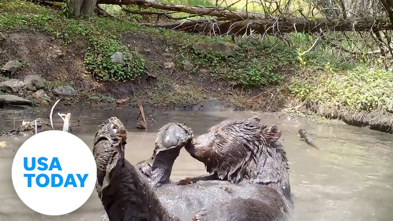 Bear takes a break from the heat with cooling dip in muddy puddle | USA ...