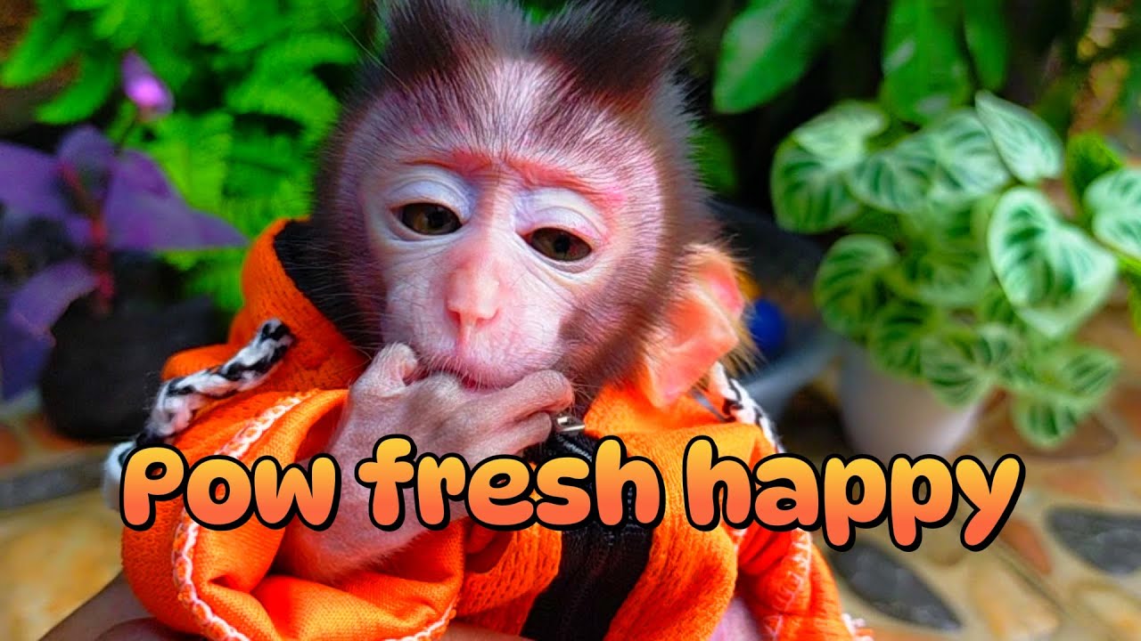 Pow Fresh Happy - YouTube