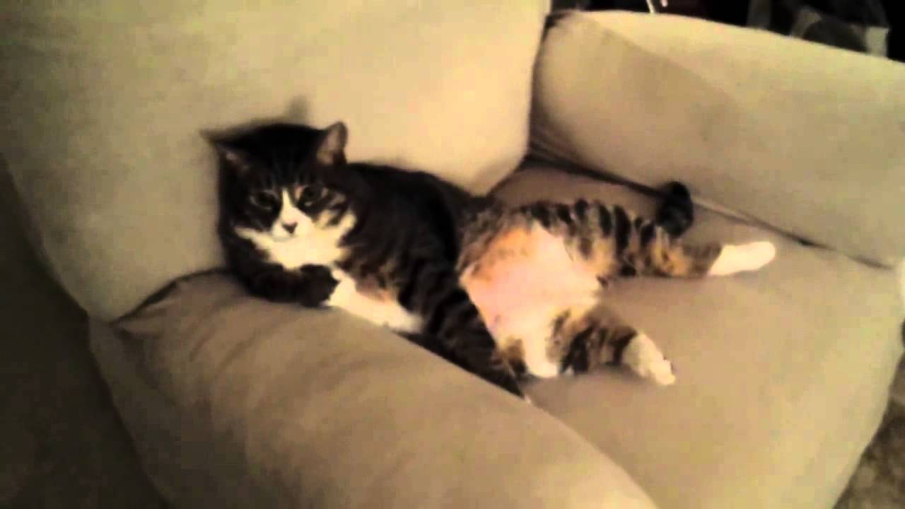 Cat sitting like a human watching TV - YouTube