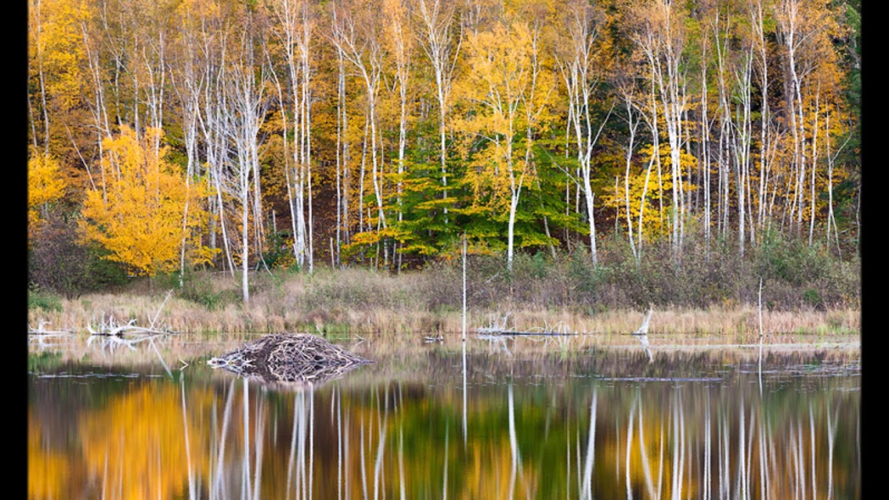 Morning in the Land of the Golden Beaver - YouTube