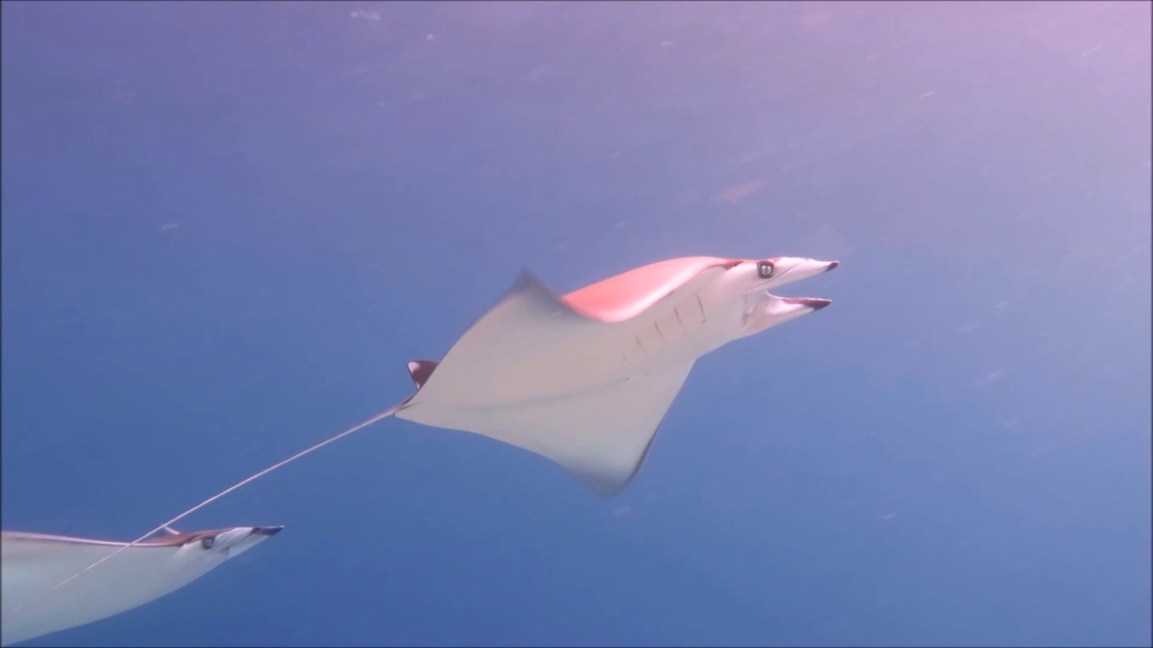 Mobula Rays, Hurawalhi Maldives House reef - YouTube