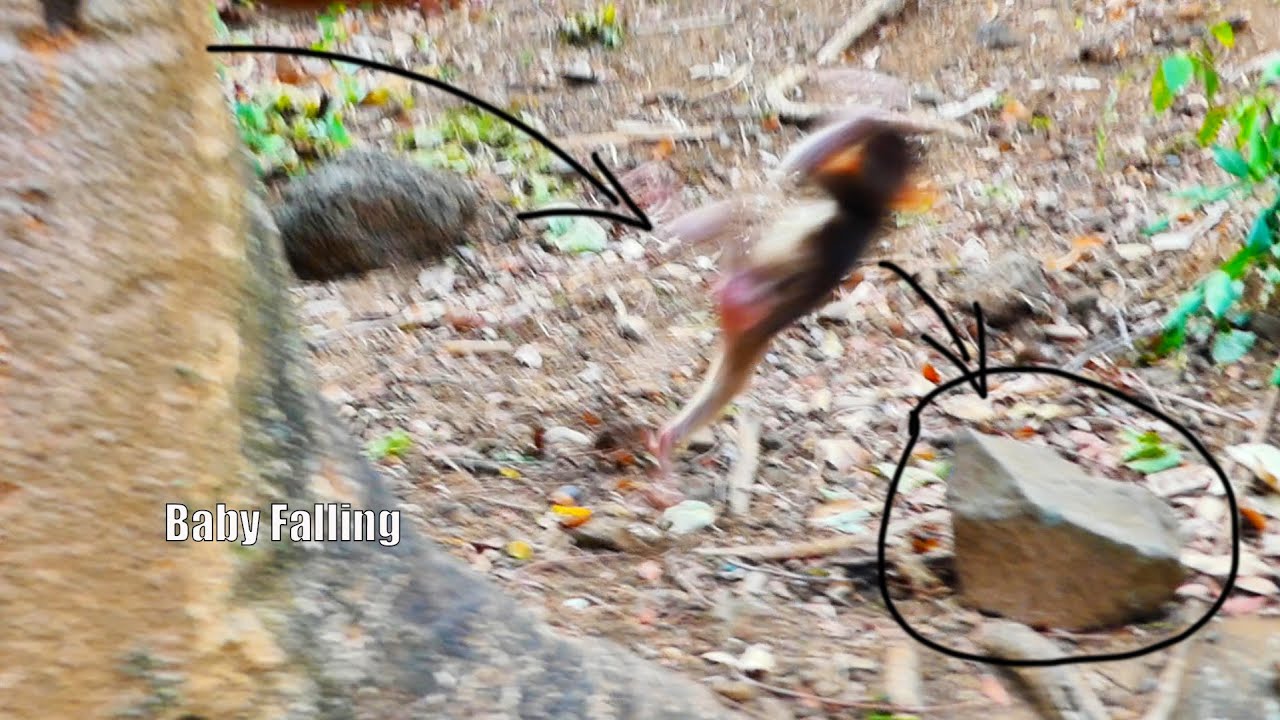 Oh, Godless😭... Cute hybrid baby monkey ROMEO jumps out from a high ...