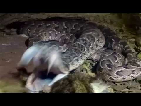 Puff adder strike - YouTube