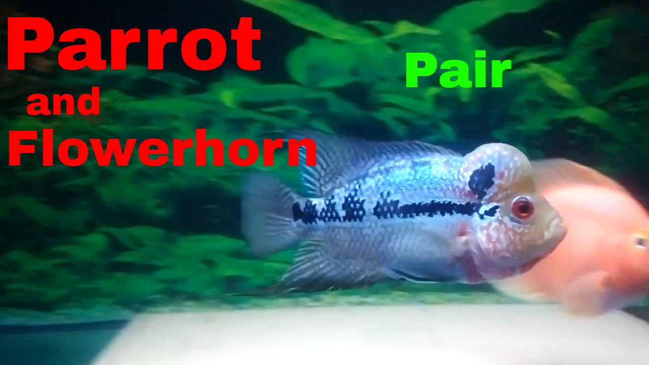 Flowerhorn and Parrot Fish Pair - YouTube
