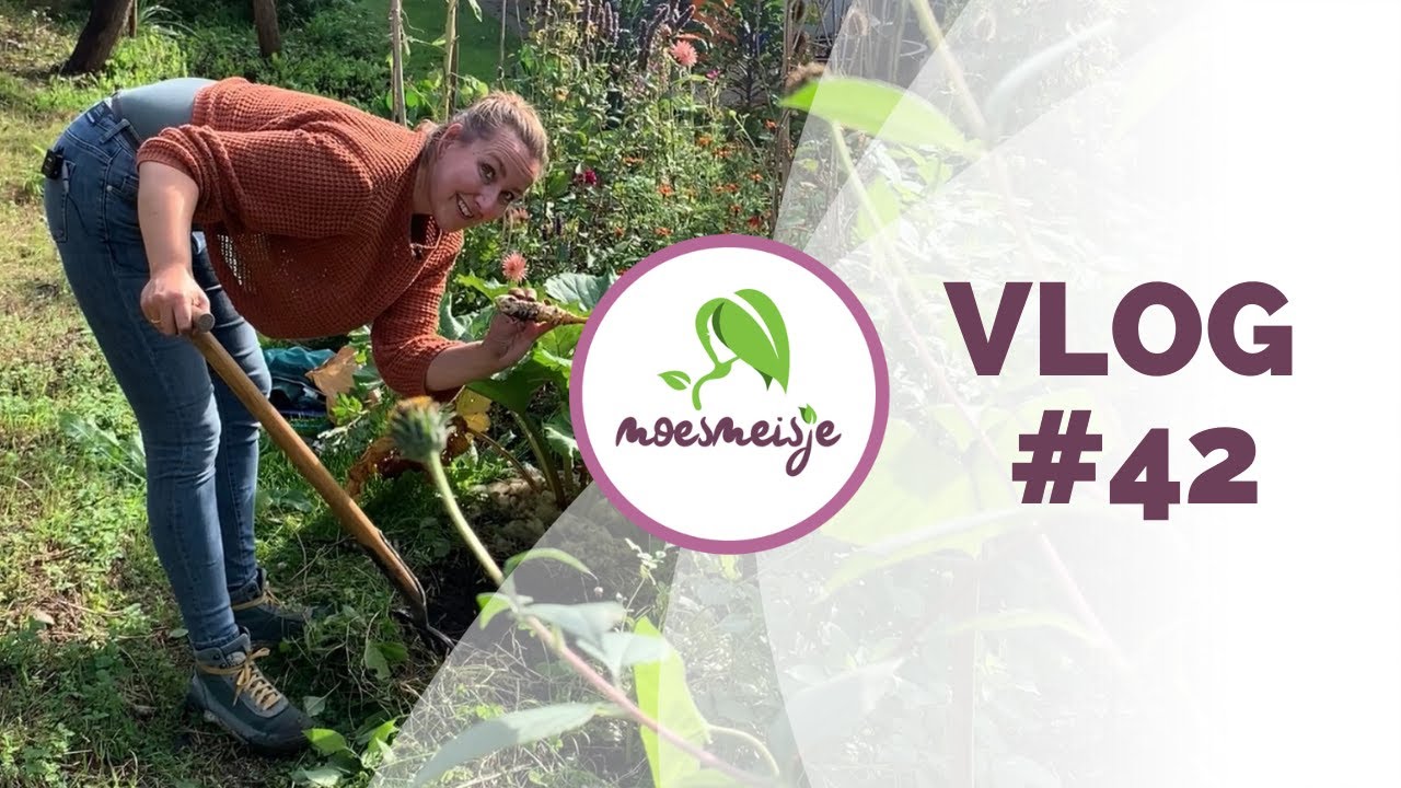 MOESTUIN VLOG #42 | Aardpeer oogsten, wintergroenten zaaien bloembollen ...