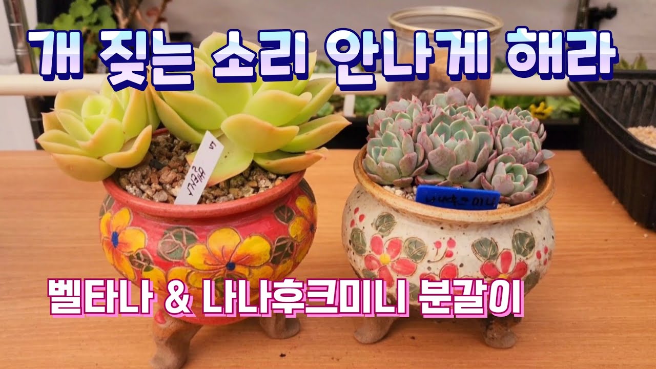 목대있는 다육이 롱분이 아니여도 괜찮아 안어울릴줄 알았는데 초보다육맘 다육이 다육일기