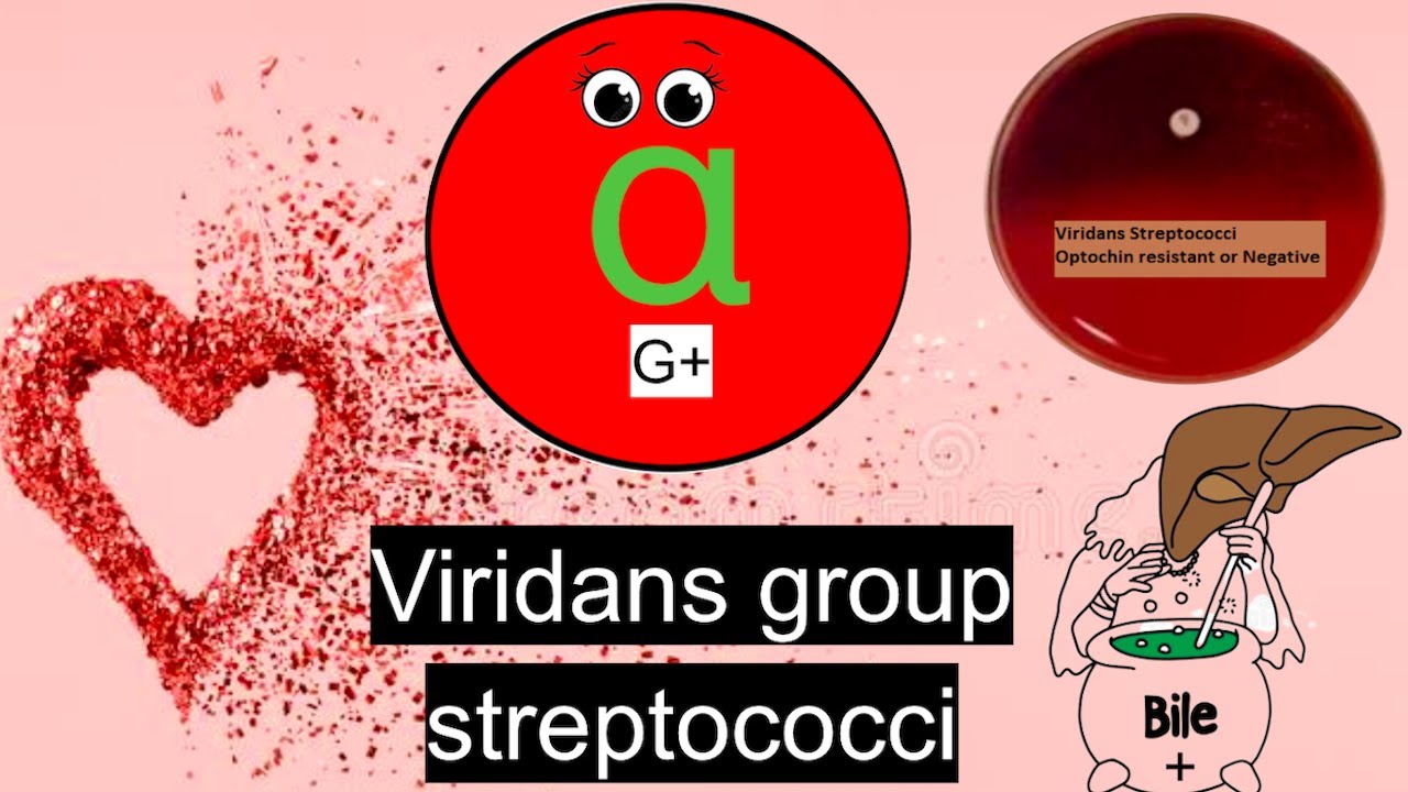 Viridans group streptococci: Everything you need to know - YouTube
