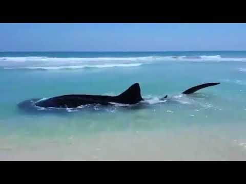 WHALE SHARK SEEN ON THE SHORE GARACAD IN SOMALI OCEAN - YouTube