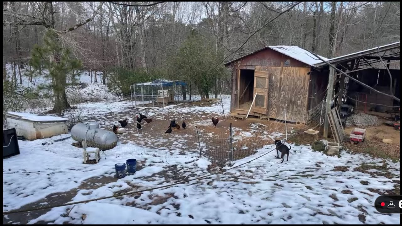 Chickens in the Snow! West Central Alabama Tuscaloosa/Northport. - YouTube