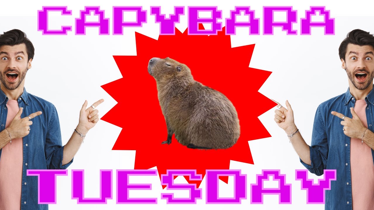 CAPYBARA TUESDAY - YouTube