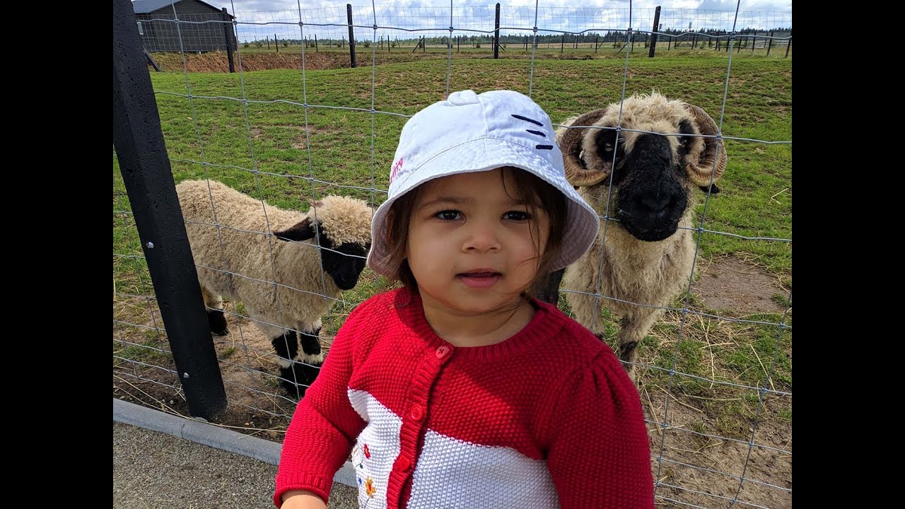 Amy walking at Zoo farm Baa Baa black sheep song - YouTube