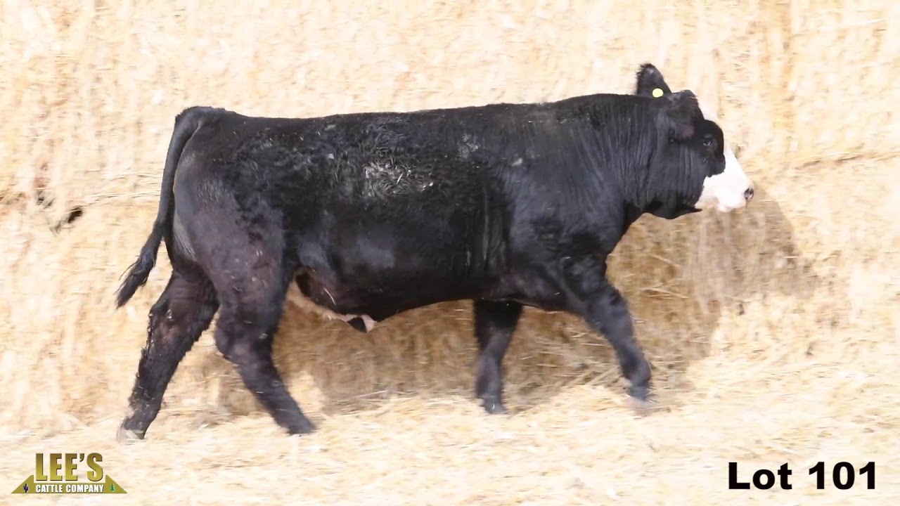 Lee Cattle Co 2020 Lot 101 - YouTube