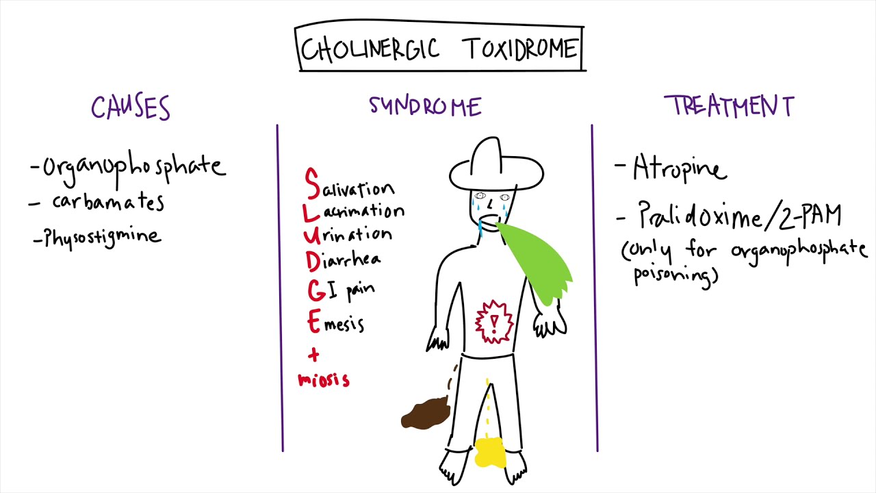 Toxidrome Series: Cholinergic Toxidrome - YouTube