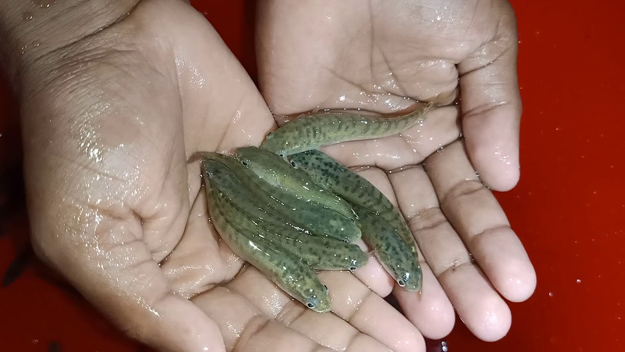 Vietnamese snakehead fish farm || ভিয়েতনামের শোল মাছ চাষ করুন সহজেই ...