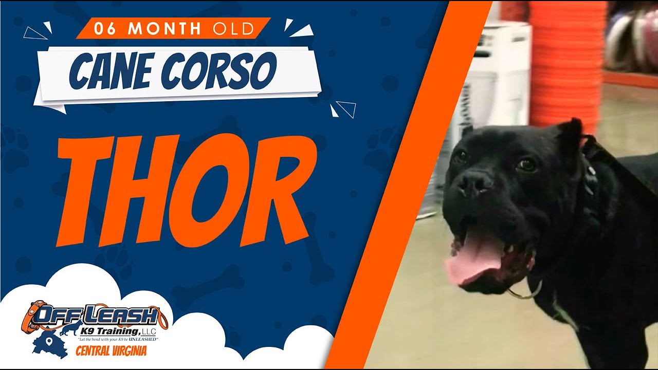 6 m/o Cane Corso (Thor) | Best Richmond VA K9 Trainers | Richmond VA K9 ...