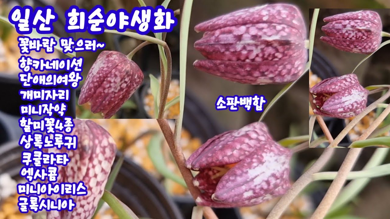 일산 희순야생화 꽂바람 맞으러~향카네이션단애의여왕개미자리레위시아유매할미꽃4종미니작약상록노루귀소판백합쿠클라타미니아이리스엑사콤글록시니아목마가렛6종