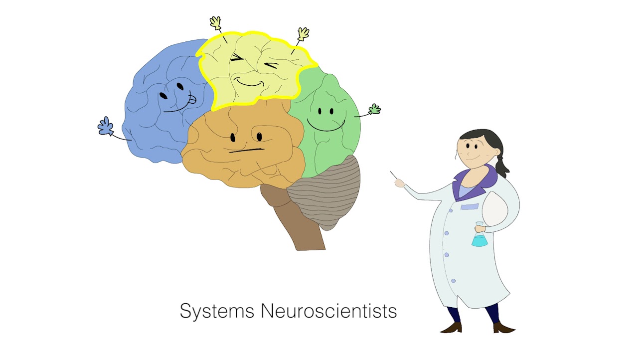 Fields of Neuroscience - YouTube