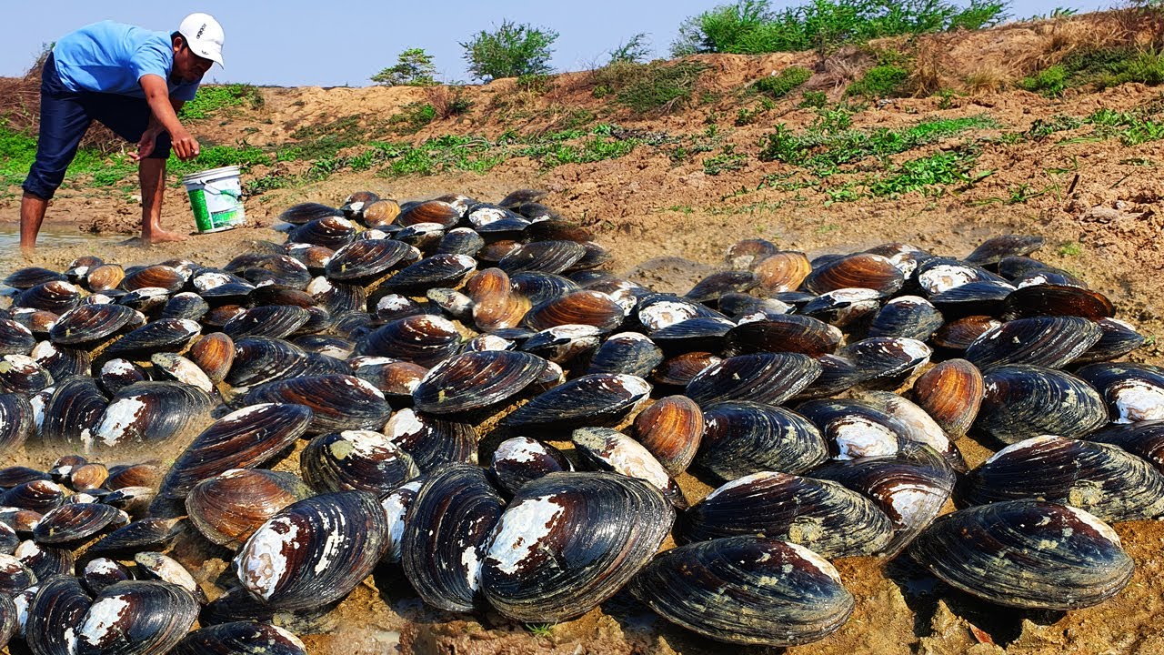 I obtained of the most expensive - Uncovering the entire river clam in ...