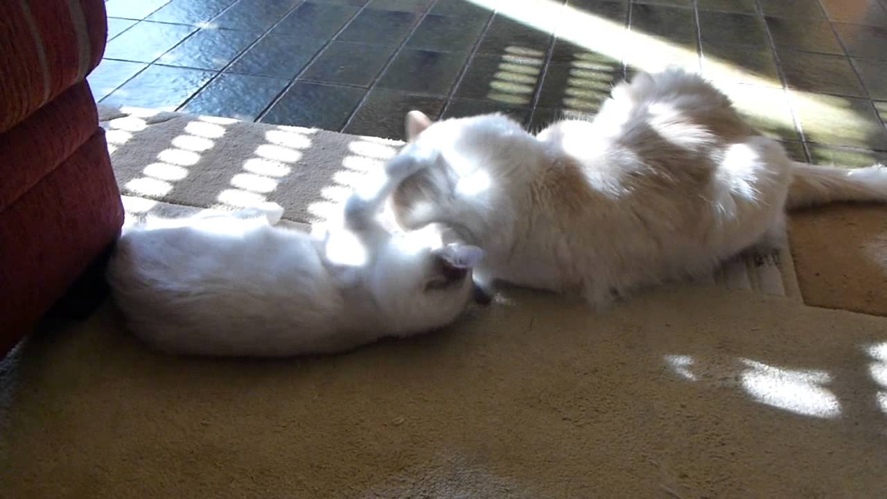 Kasper und Enzo beim Putzen II - YouTube
