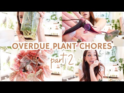 long OVERDUE plant chores PART 2️⃣ | repots🪴 propagations🌱+ pest treatment🚫