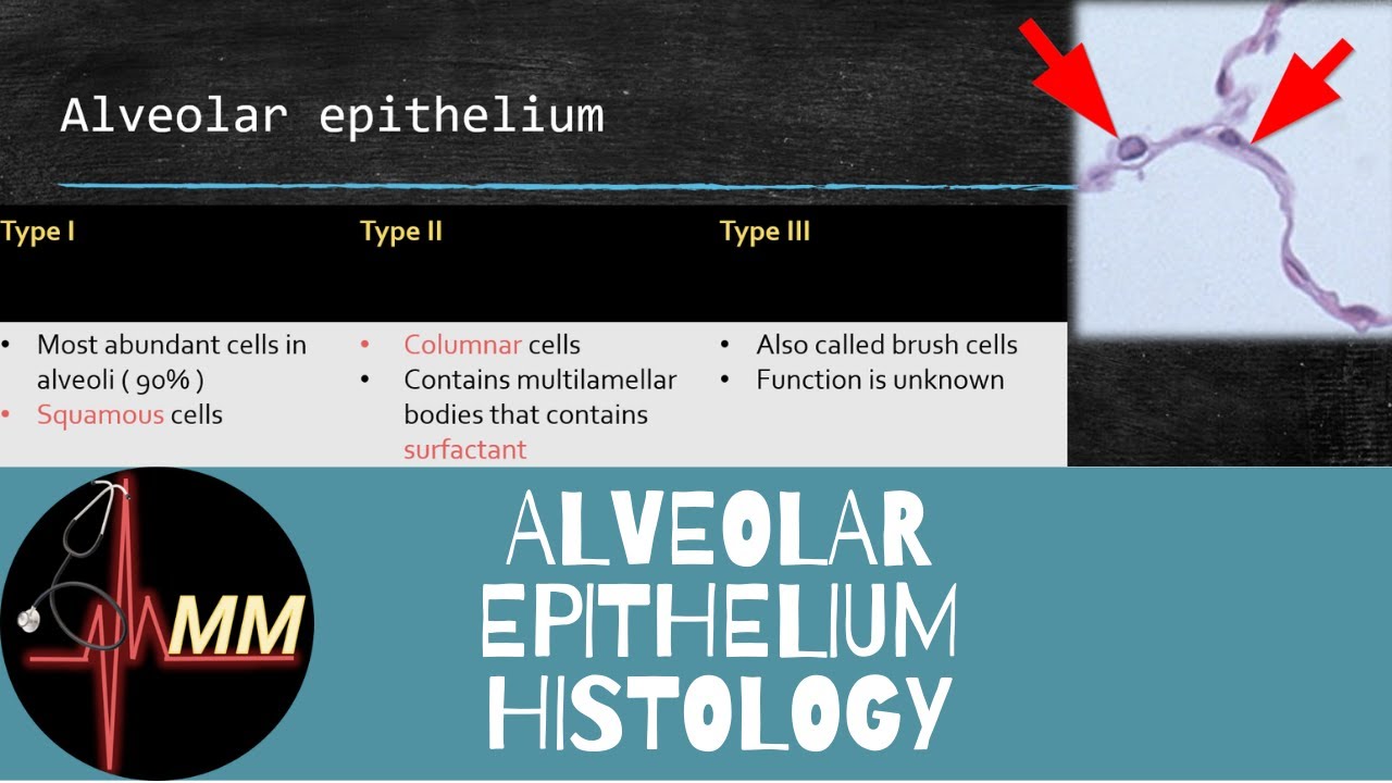 Alveolar Epithelium | Type I and Type II cells | Histology | Med ...