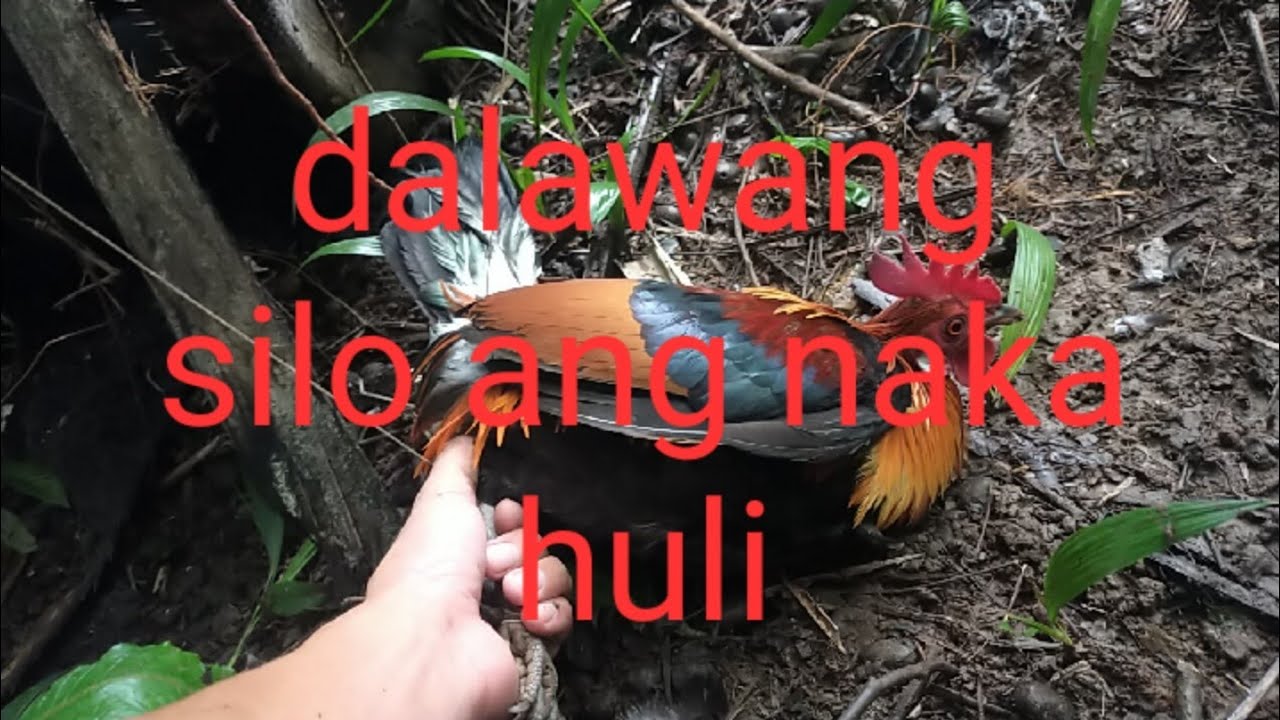 labuyong manok/wild chicken trap/manok na labuyo/dalawang silo isang ...