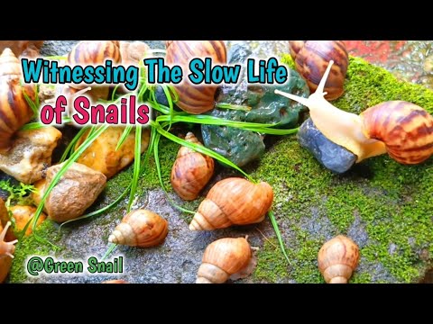 Unveiling the Microscopic World of a Snail Colony #microscopicworld # ...