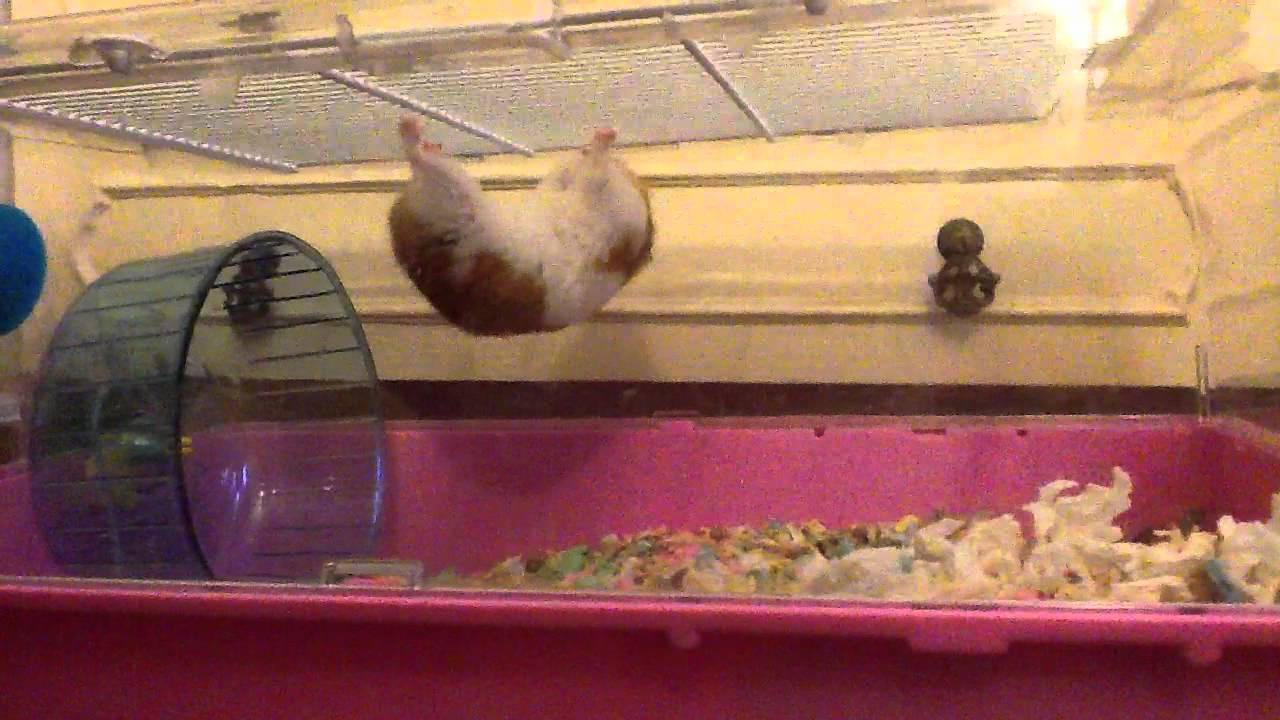 chuts! - YouTube