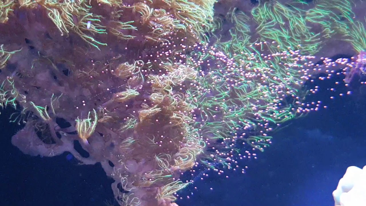 Green star polyp spawning - YouTube