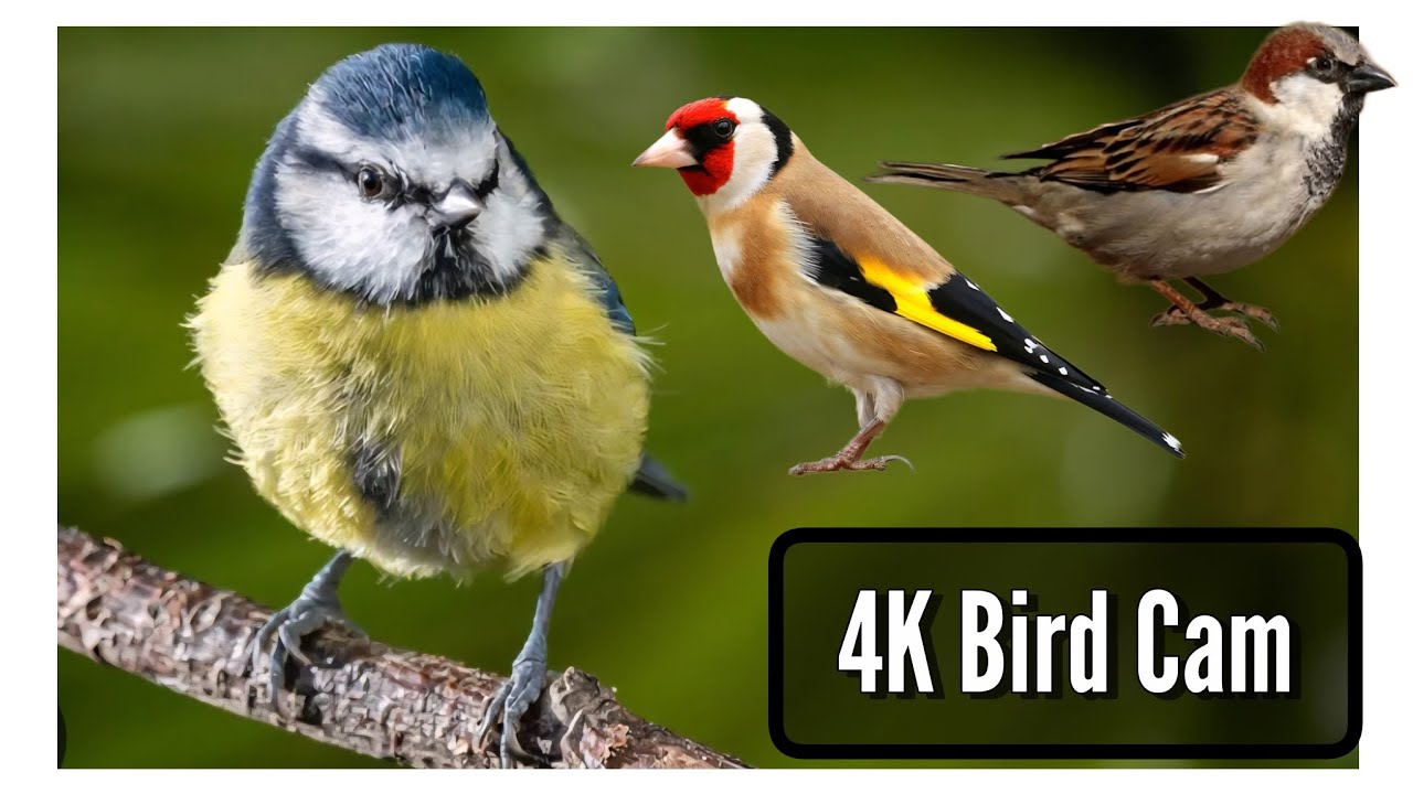 4K bird cam footage | July 2025 | #birds - YouTube
