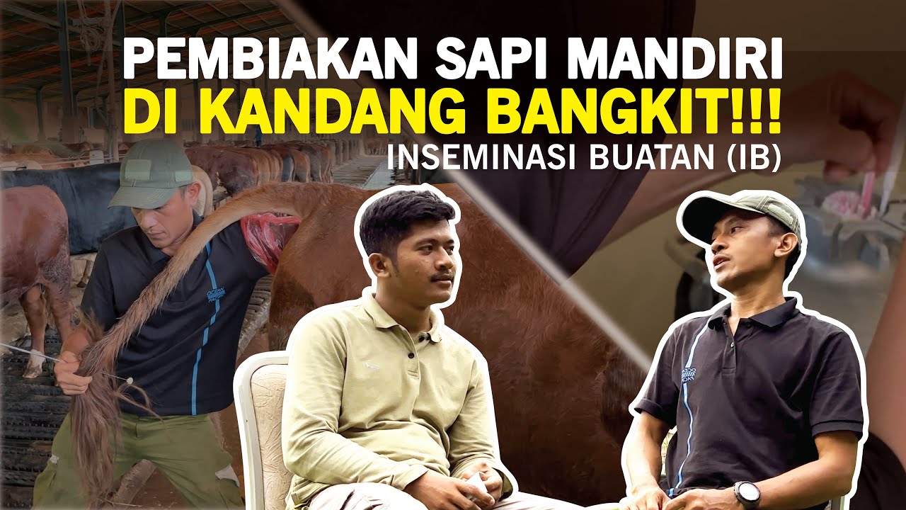BREEDING & PENGADAAN SAPI DI KANDANG BANGKIT - YouTube