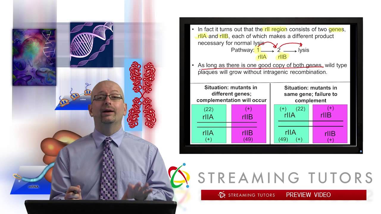 Mutations and the Nature of the Gene Complementation Testing tutorial ...